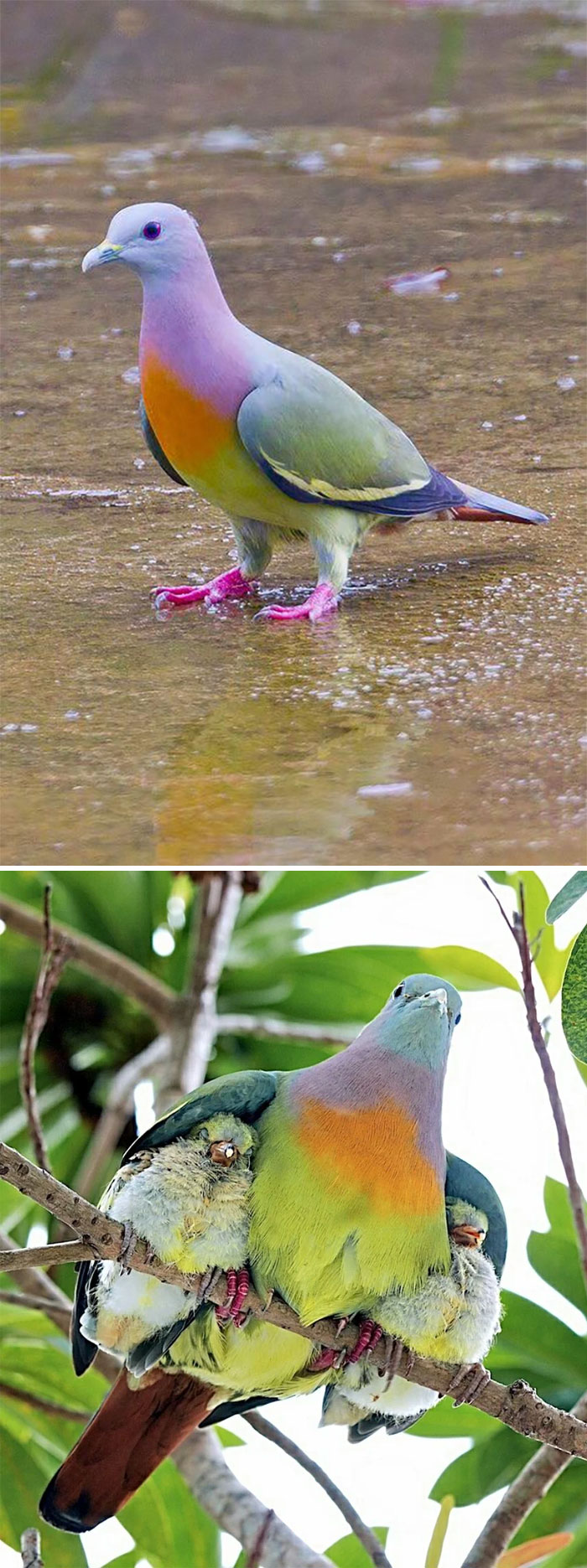 "Raras y hermosas: razas exóticas de palomas que quizás no conocías."